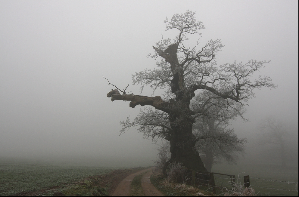Die alte Eiche... Foto & Bild | deutschland, europe, schleswig ...