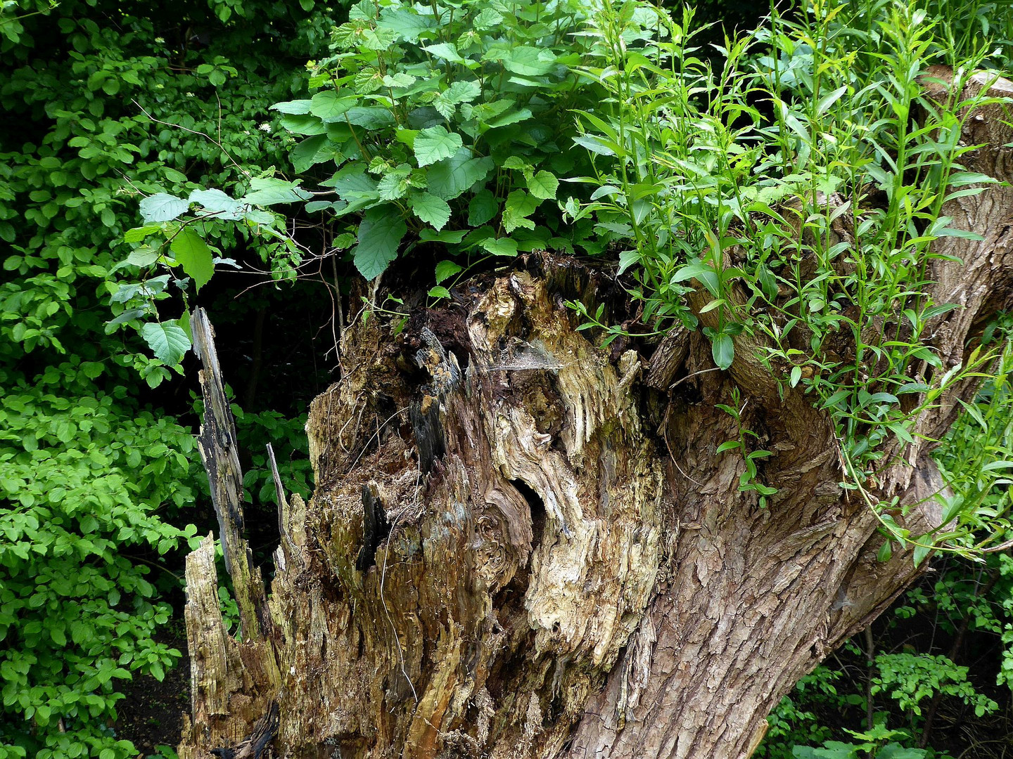 Die alte Weide** Foto & Bild | sommer, bäume, altholz Bilder auf ...