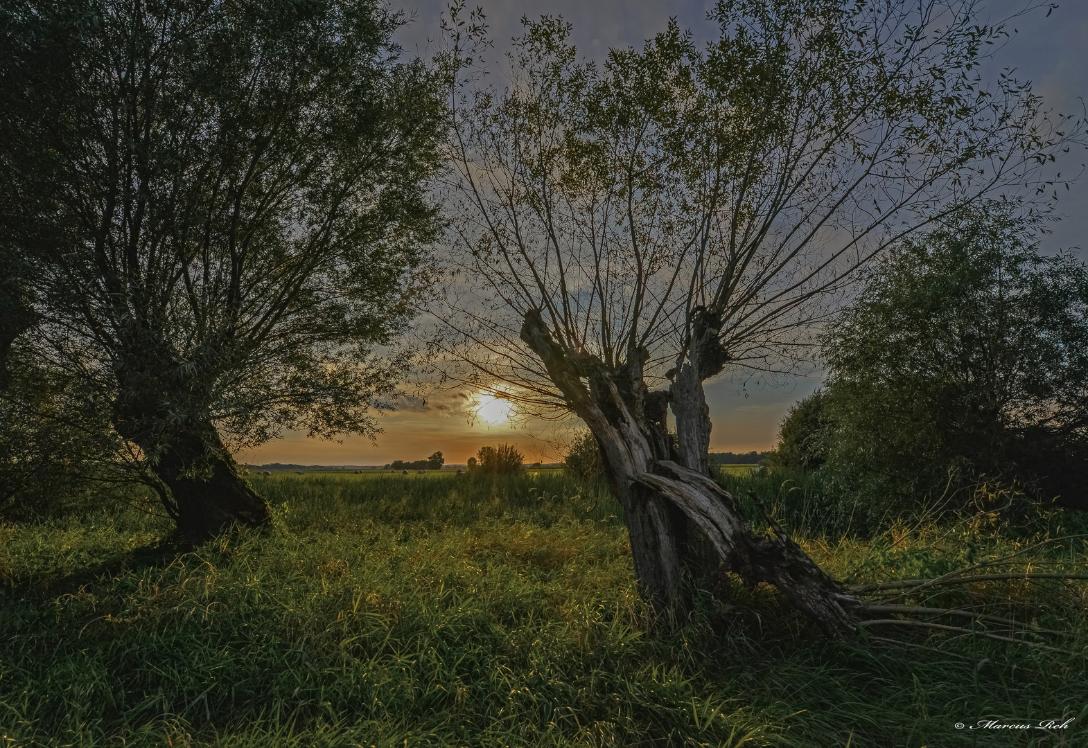 Die alte Weide ... Foto & Bild | sonnenuntergang, bäume, abendstimmung ...