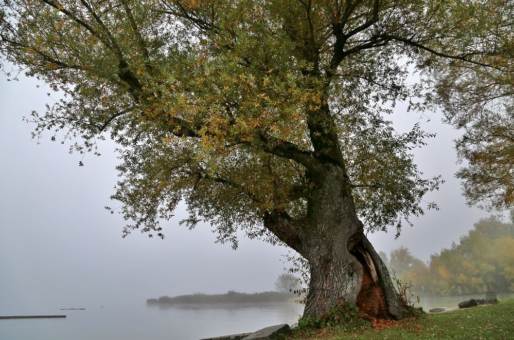 die alte Weide Foto & Bild | baum, himmel, natur Bilder auf fotocommunity