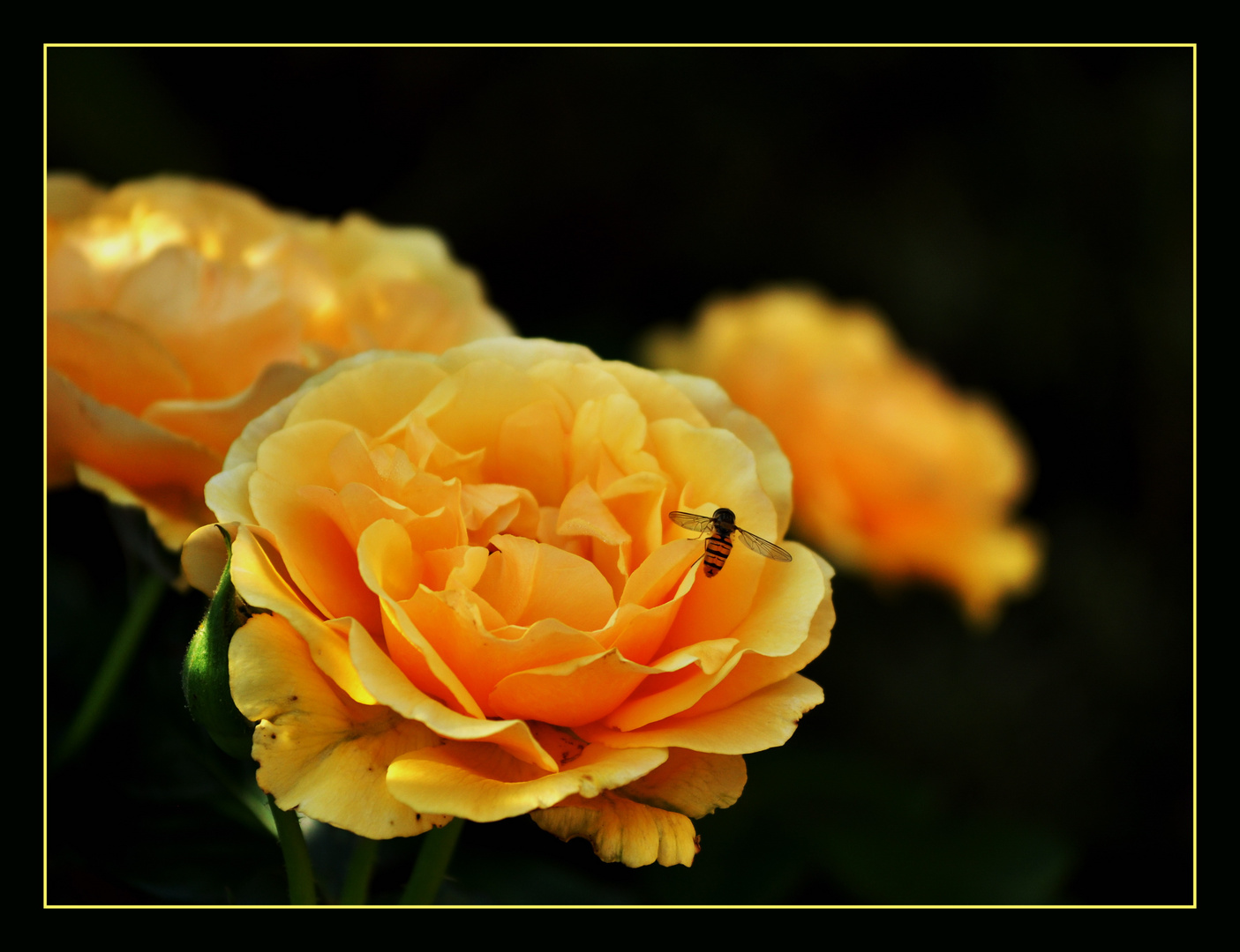 Die "Amber Queen" Rose Foto & Bild | pflanzen, pilze & flechten, blüten ...