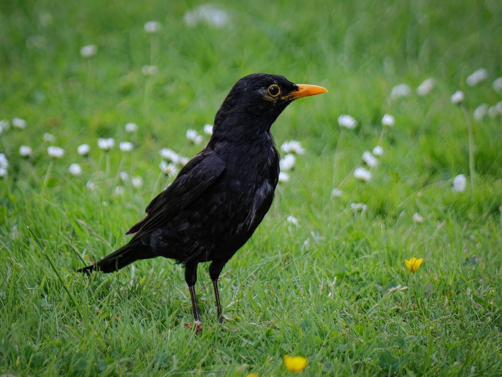 - Die Amsel - Foto & Bild | deutschland, europe, nordrhein- westfalen ...