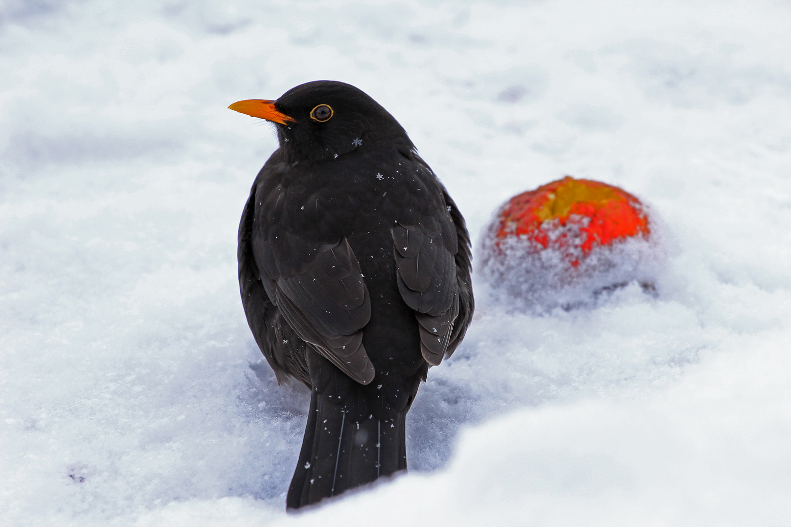 Die Amsel Foto & Bild | tiere, wildlife, wild lebende vögel Bilder auf ...