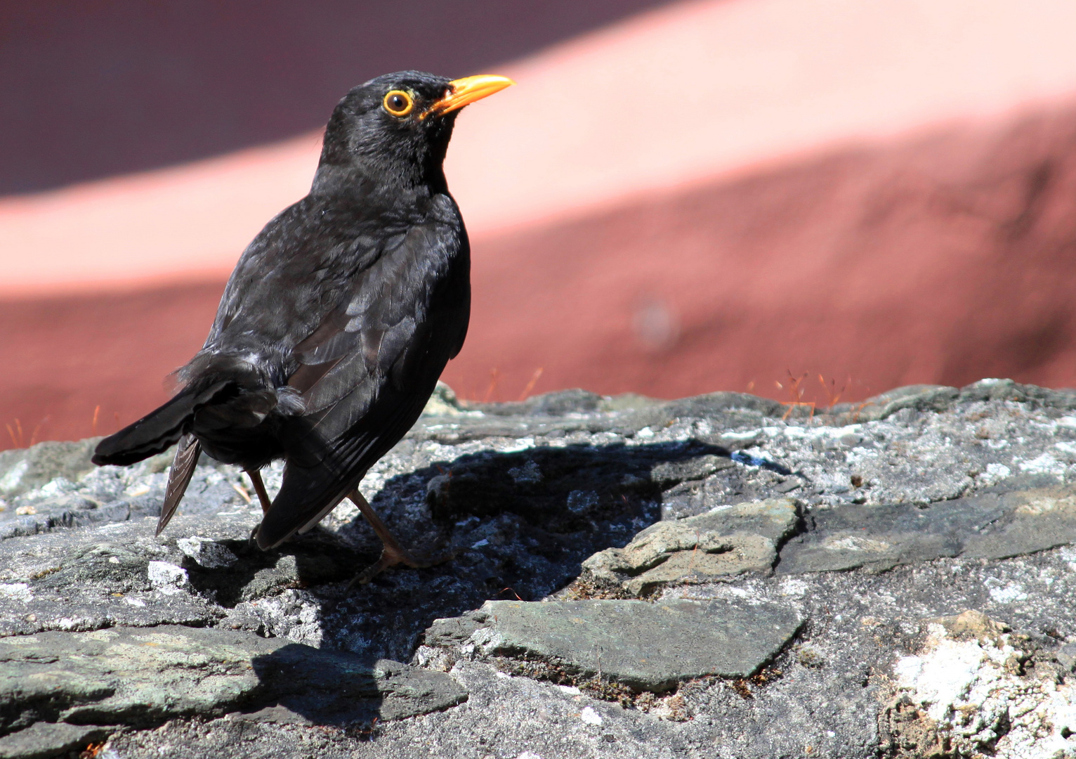 Die Amsel (wird immer zutraulicher) Foto & Bild | tiere, wildlife, wild ...