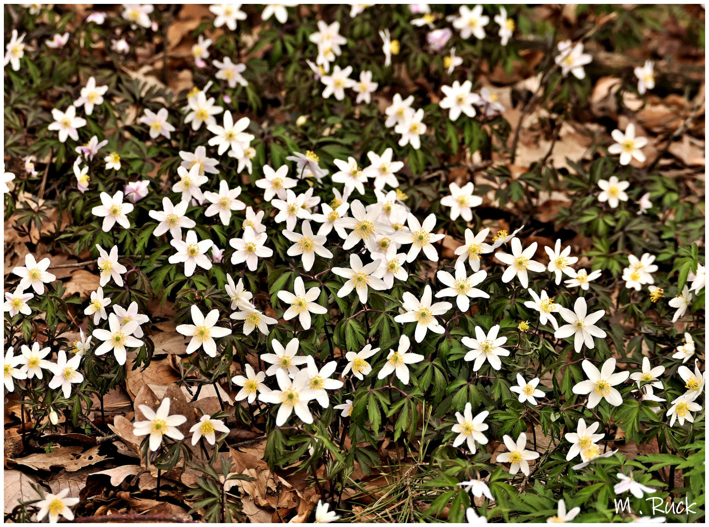 Die Anemonen sich alle erblüht ! Foto & Bild | pflanzen, pilze & flechten, blüten ...