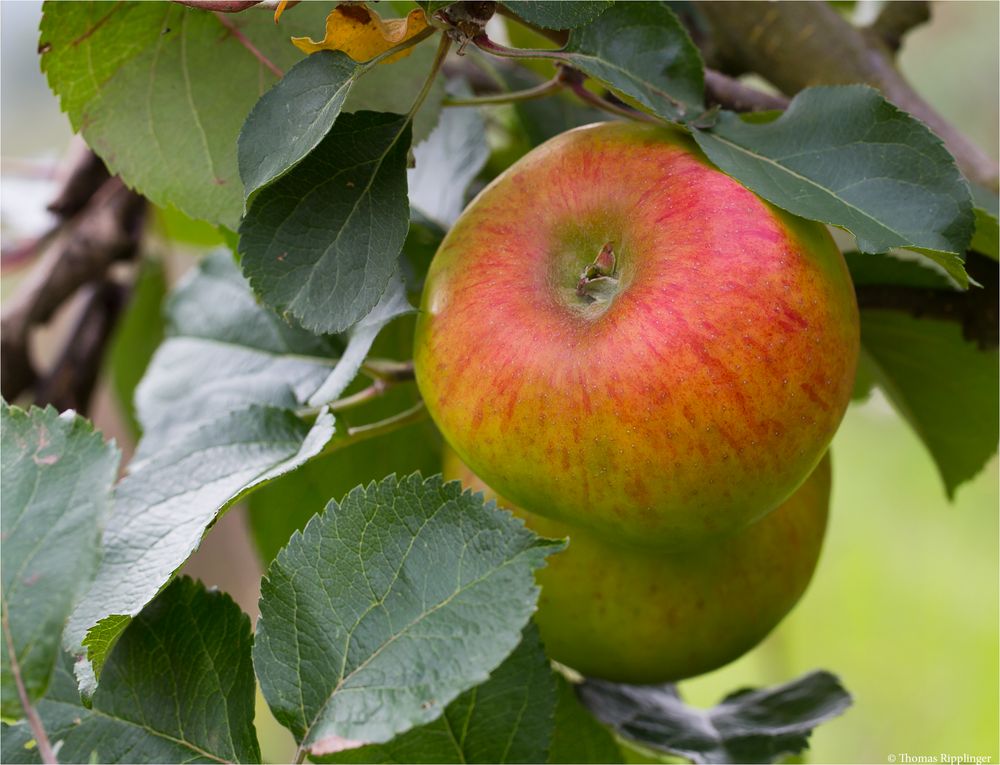 Die Apfelsorte Bramley Foto & Bild | pflanzen, pilze & flechten, bäume ...