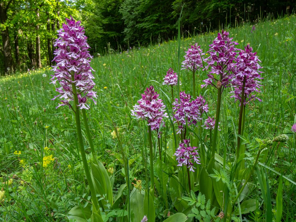 Die Apotheke Blüht Foto And Bild Pflanzen Pilze And Flechten Blüten