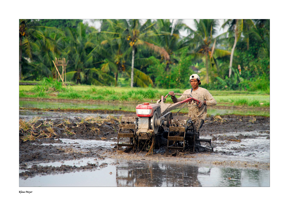 Die Arbeit auf den Reisfeldern... Foto & Bild | asia, indonesia ...