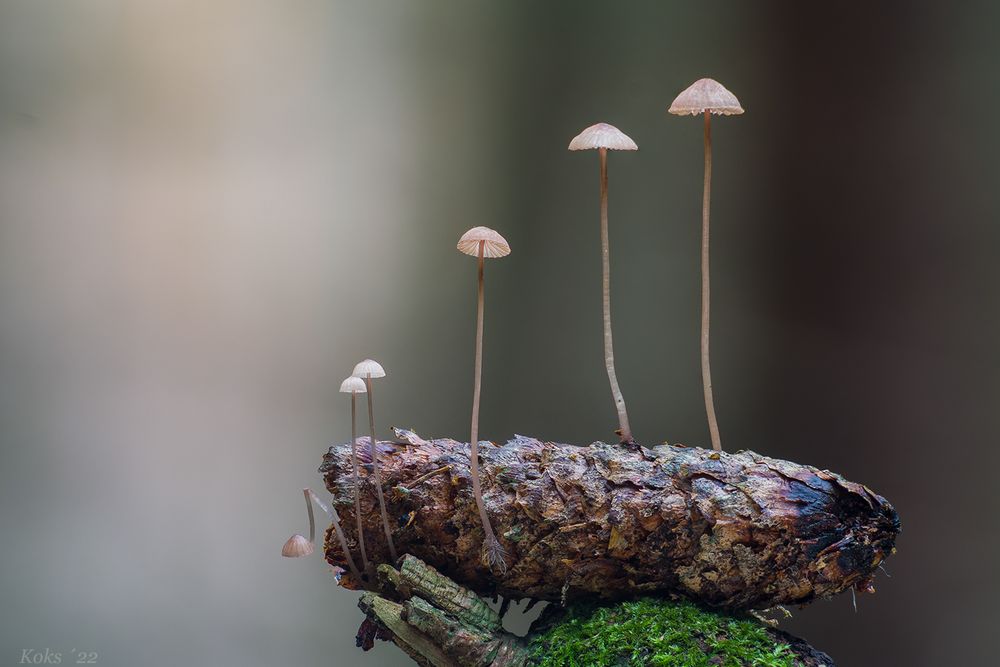 Die Aufrechten Foto & Bild | pflanzen, pilze & flechten, landschaft, pilze & flechten Bilder auf ...