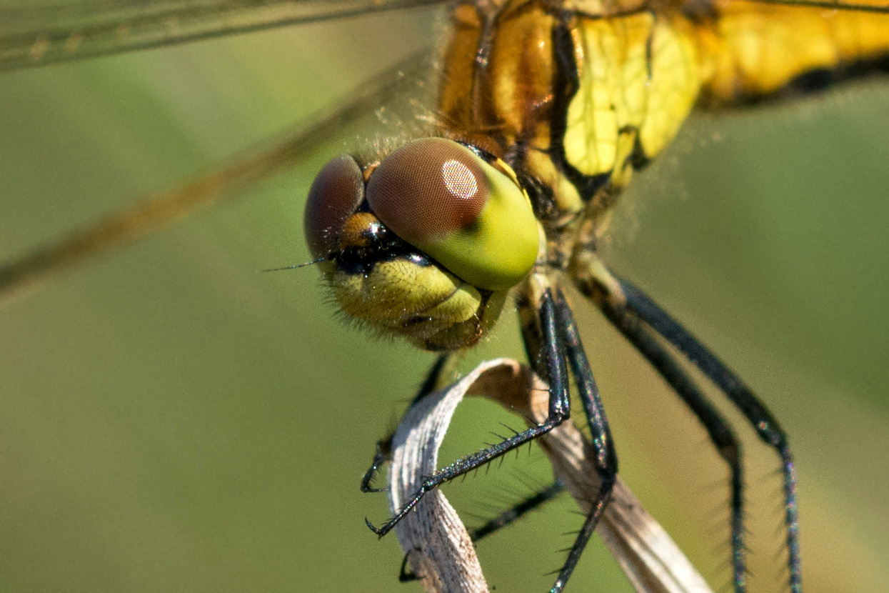 Die Augen einer Großlibelle Foto & Bild | natur, wildlife, libellen ...