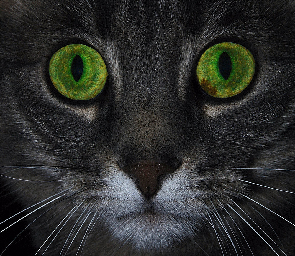 Die Augen einer Katze Foto & Bild | tiere, haustiere, katzen Bilder auf ...