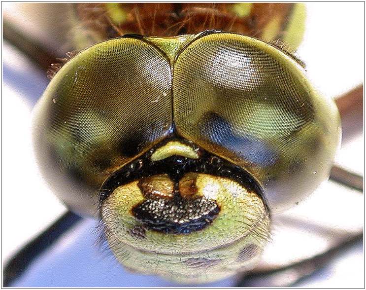 Die Augen von "Libelle 1001" Foto & Bild | nah- & makro, techniken ...