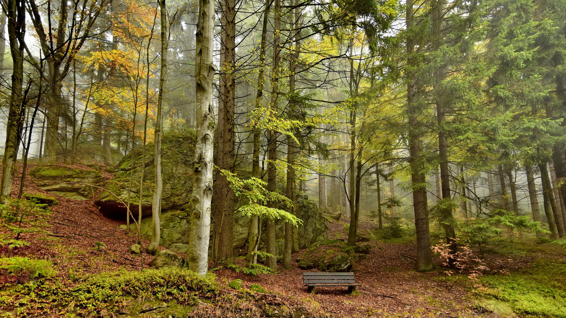 die Bank Foto & Bild | wald, bäume, natur Bilder auf fotocommunity