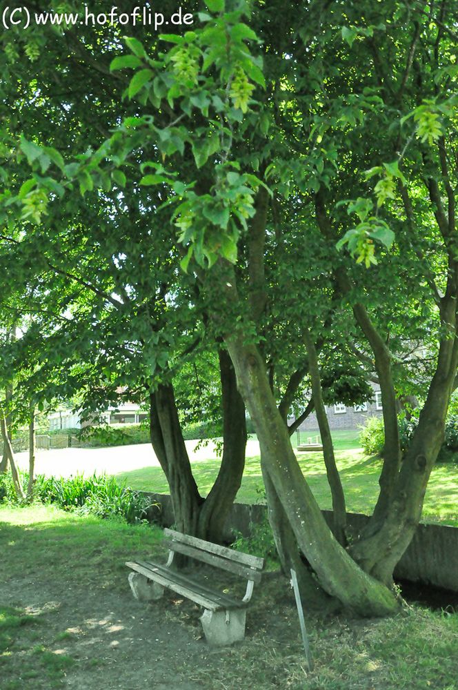 Die Bank unten den Baum Foto & Bild | landschaft, bänke in der ...