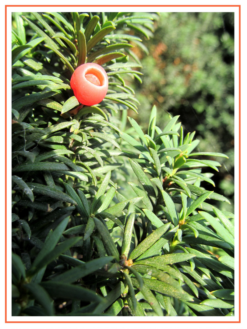 die Beere der Eibe Foto & Bild | outdoor, bäume, baum Bilder auf ...