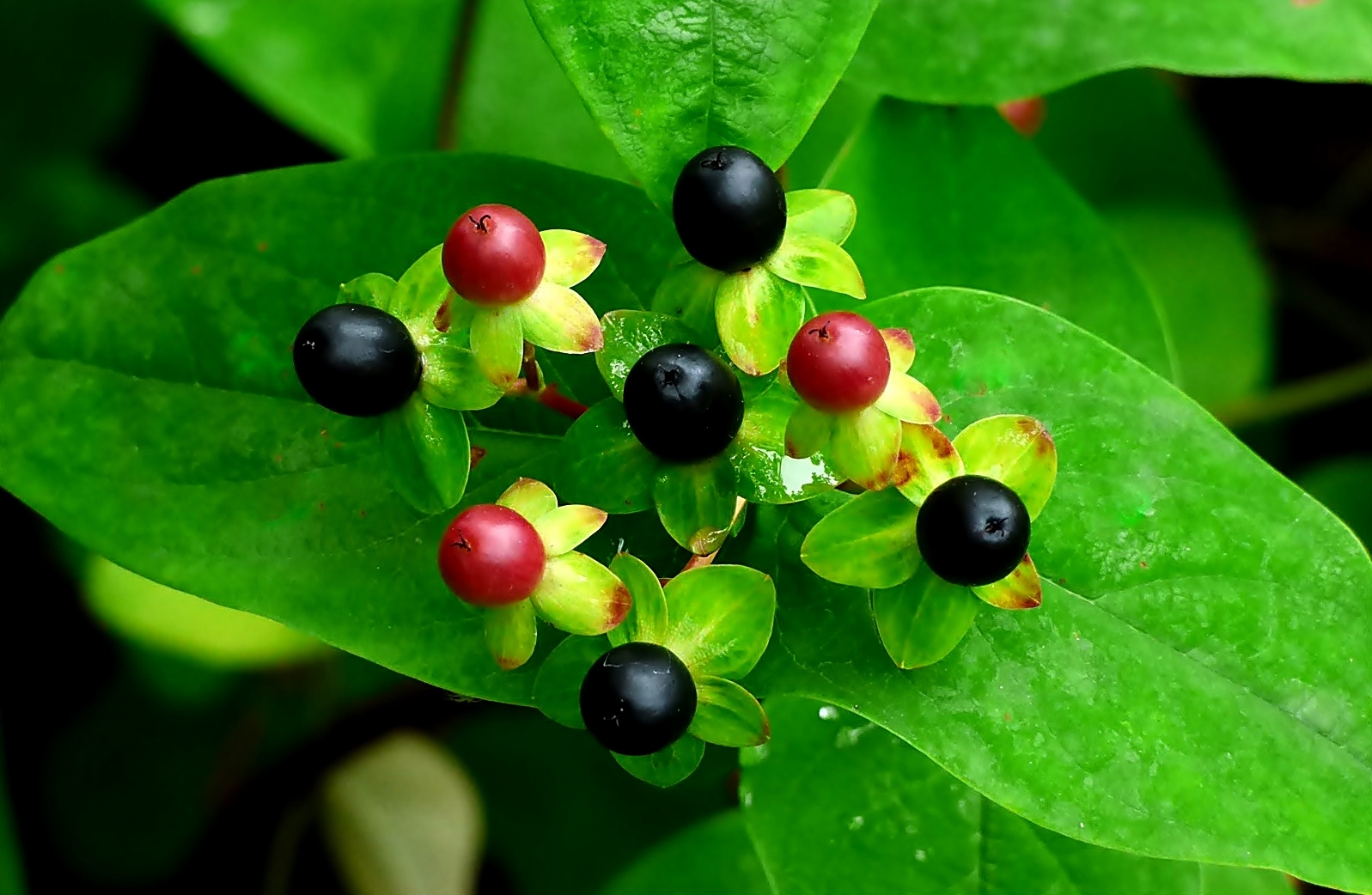 Die Beeren . . . Foto & Bild | pflanzen, pilze & flechten, blüten ...