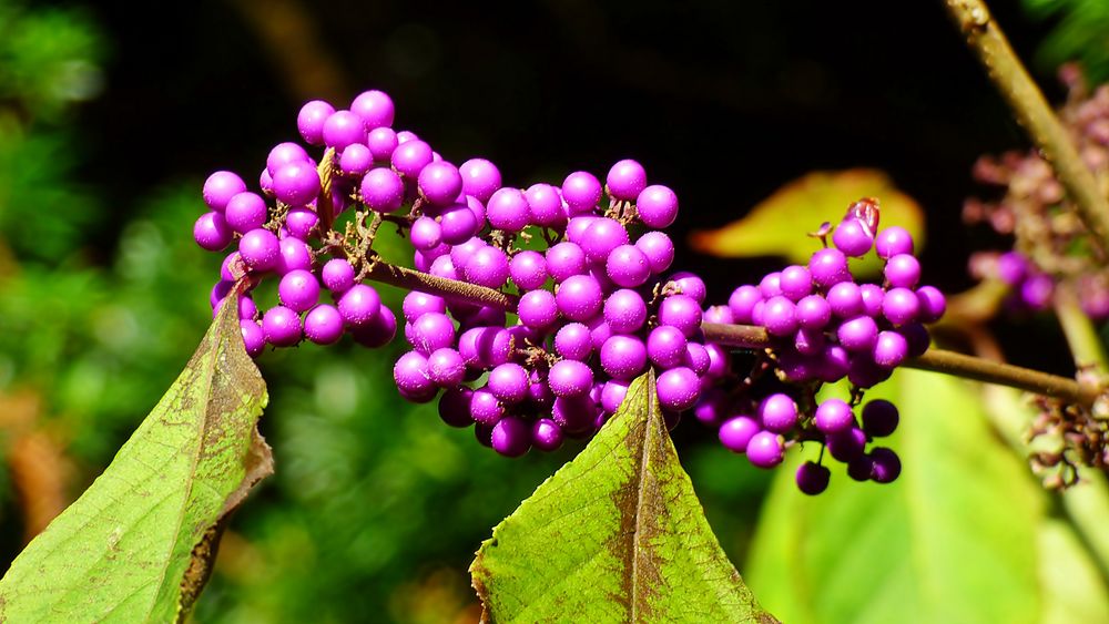 Die Beeren . . . Foto & Bild | pflanzen, pilze & flechten, sträucher ...