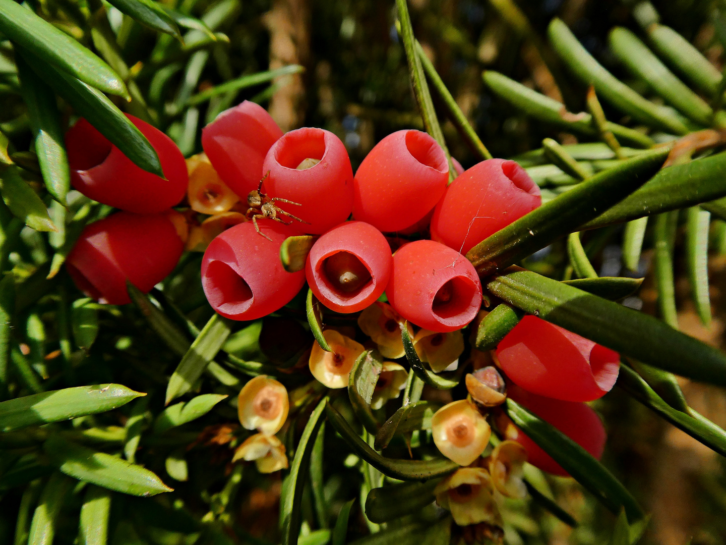 Die Beeren der Eibe Foto & Bild | natur, eibe beeren Bilder auf ...