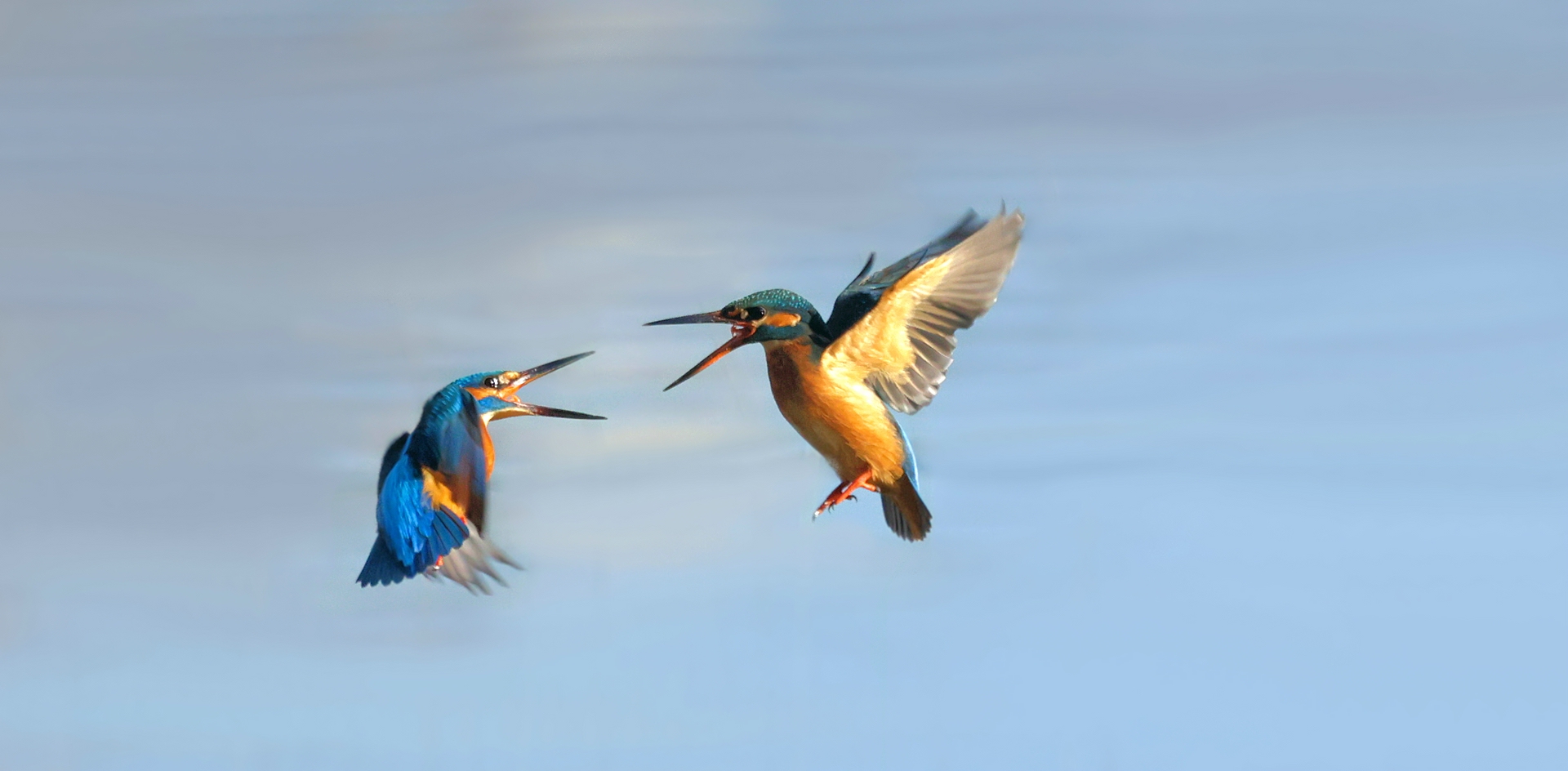 DIE BEGRÜSSUNG Foto & Bild | natur, emotionen, augen Bilder auf ...