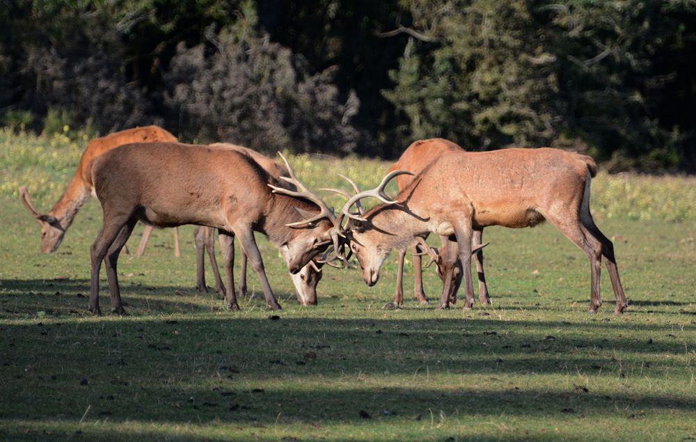 Die beiden Hirsche kämpfen schon mal halbherzig miteinander Foto & Bild ...
