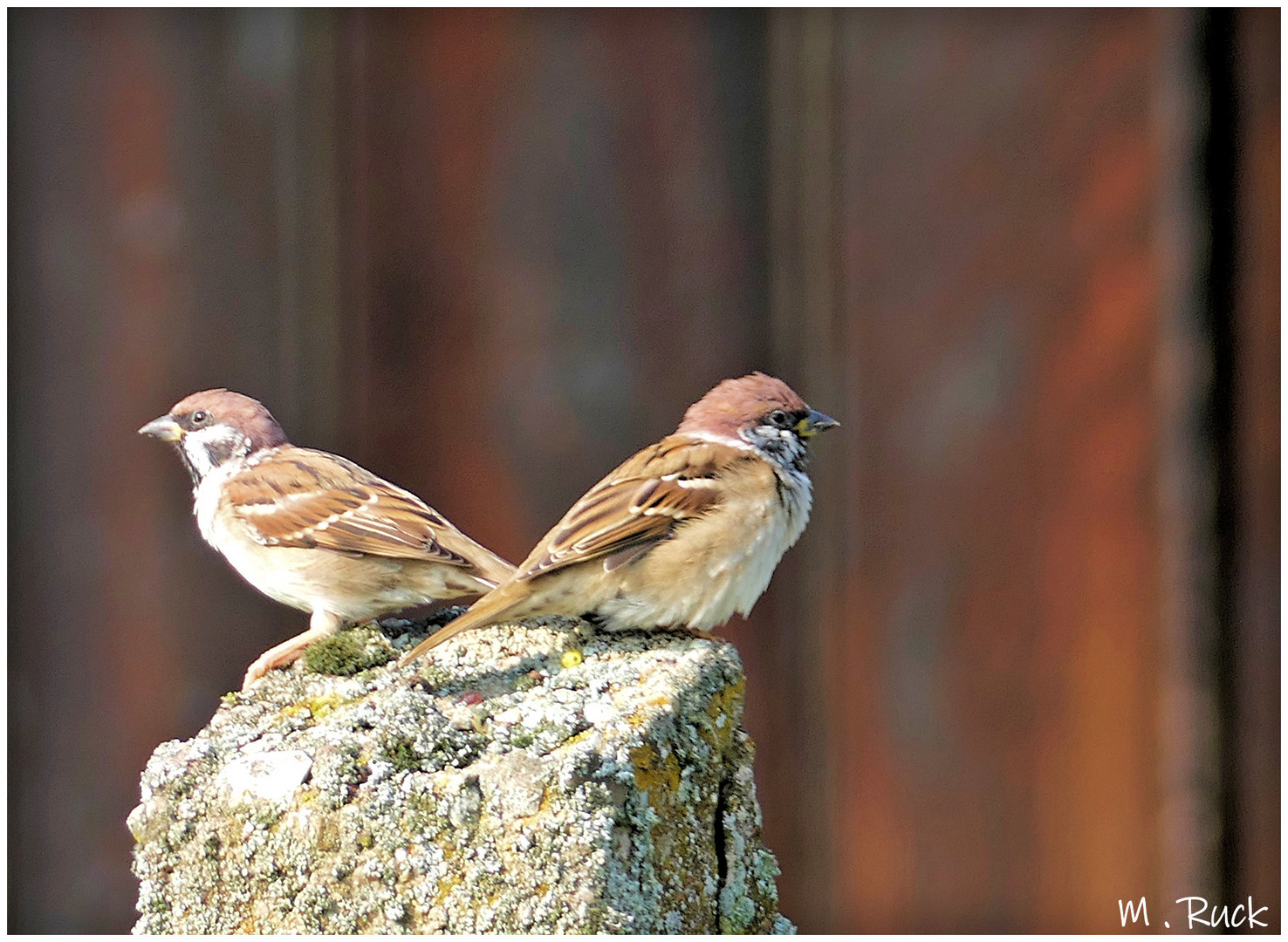 Die beiden Sperlinge wollten unbedingt Model stehen ! Foto & Bild ...