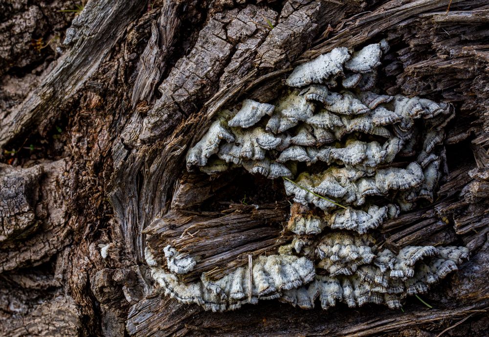 Die beste Zeit Foto & Bild | pflanzen, pilze & flechten, bäume, pilze & flechten Bilder auf ...