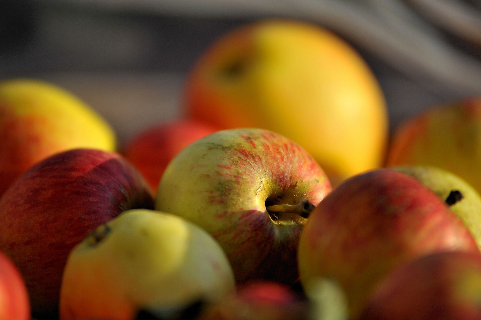 Die besten Äpfel für eine guten "Äppler" ! Foto & Bild | pflanzen ...