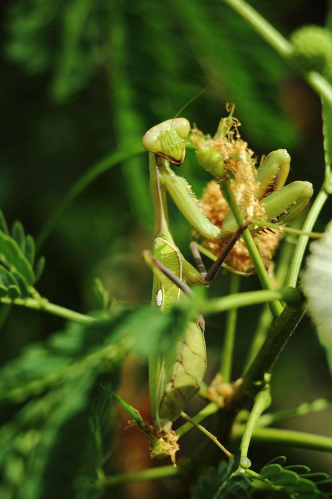 Die Betende Foto & Bild | natur, insekten, tiere Bilder auf fotocommunity