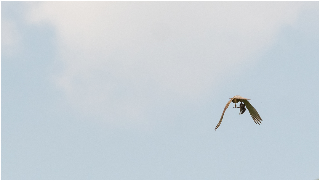Die Beute Foto & Bild | park, münchen, natur Bilder auf fotocommunity