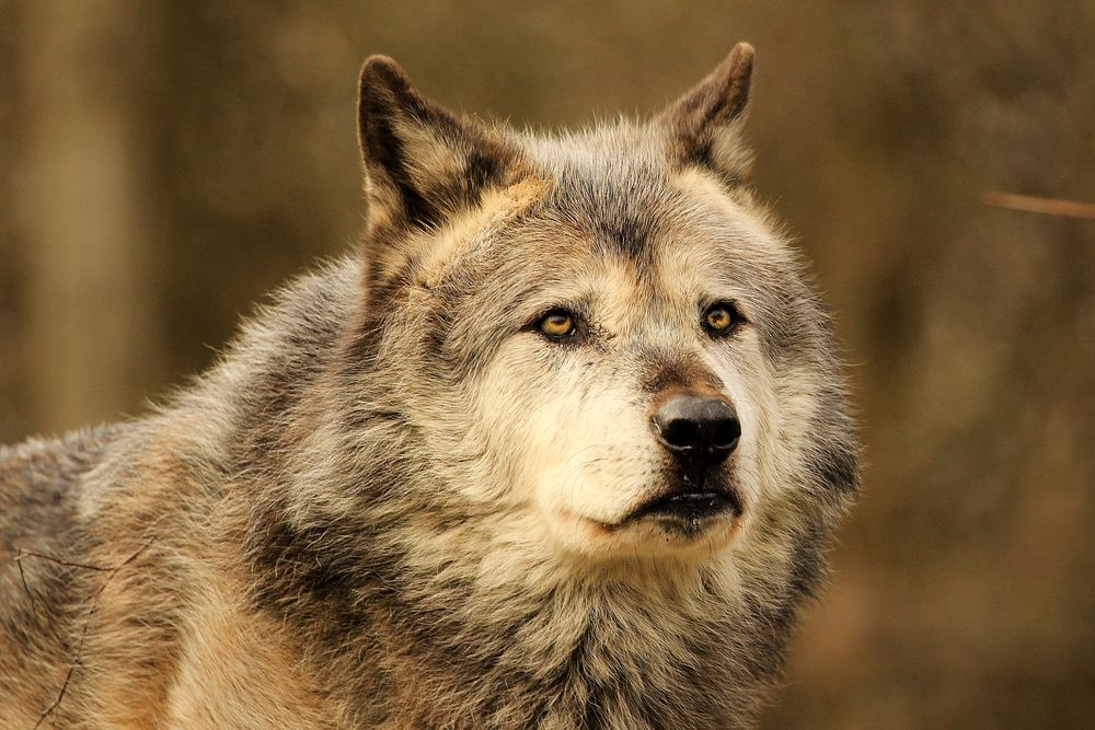 die Beute im Blick Foto & Bild | world, natur, wolf Bilder auf ...