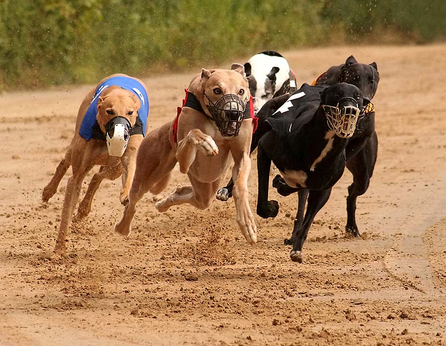 Die Beute immer im Blick. - Bild & Foto von Eberhard Schulz aus Sport ...