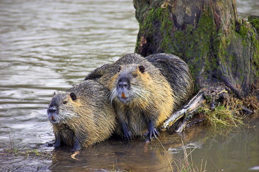 Die Biber der Ilm Foto & Bild | tiere, wildlife, wildlife: sonstige ...