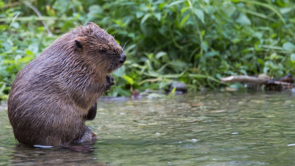 Die Biber sind zurück Foto & Bild | tiere, wildlife, säugetiere Bilder ...