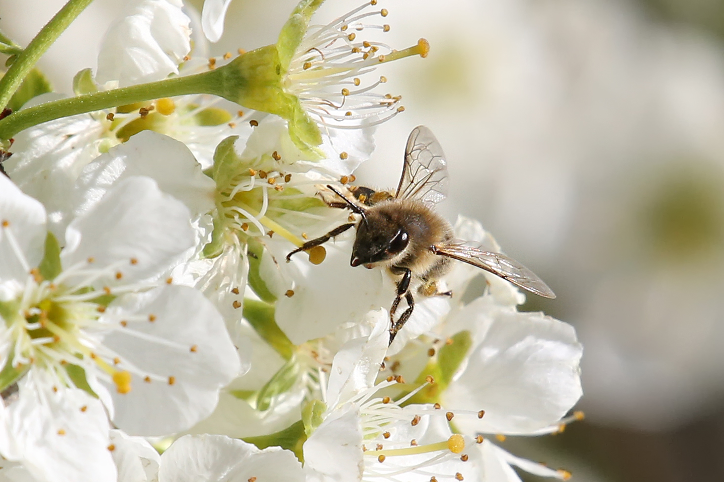 Die Biene Foto & Bild | tiere, wildlife, insekten Bilder auf fotocommunity