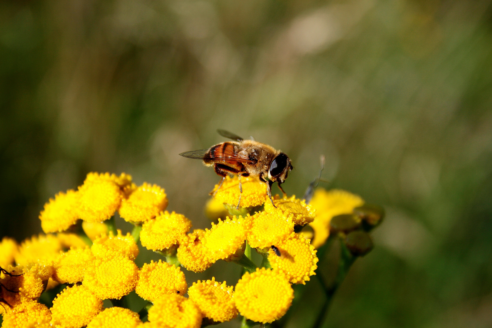 Die Biene Foto & Bild | tiere, wildlife, insekten Bilder auf fotocommunity