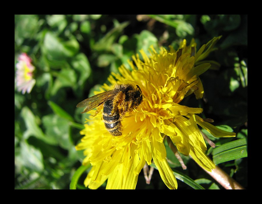 Die Biene ´´´´´´´´´ Foto & Bild | tiere, wildlife, insekten Bilder auf ...