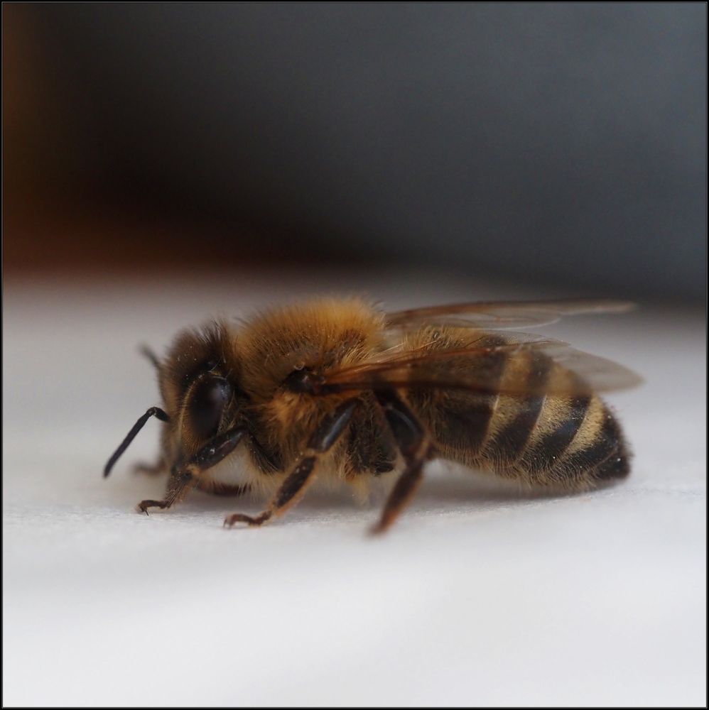 die Biene Maja Foto & Bild | tiere, wildlife, insekten Bilder auf ...