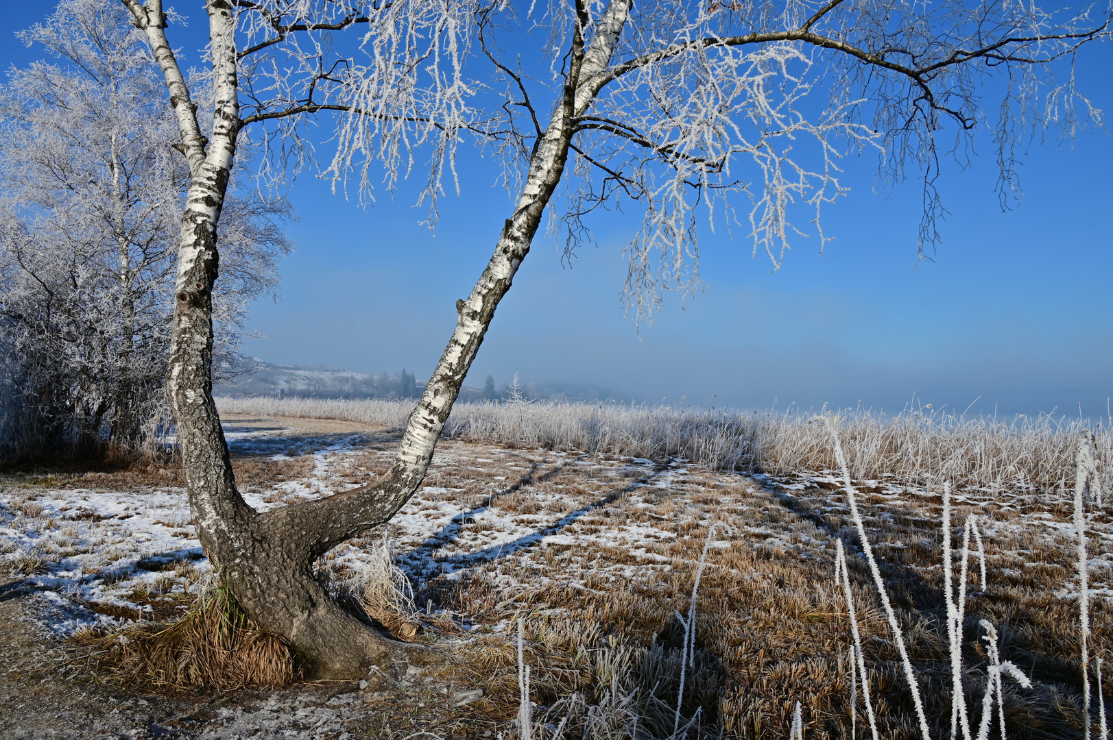 Die Birke Foto & Bild | landschaft, jahreszeiten, winter Bilder auf ...