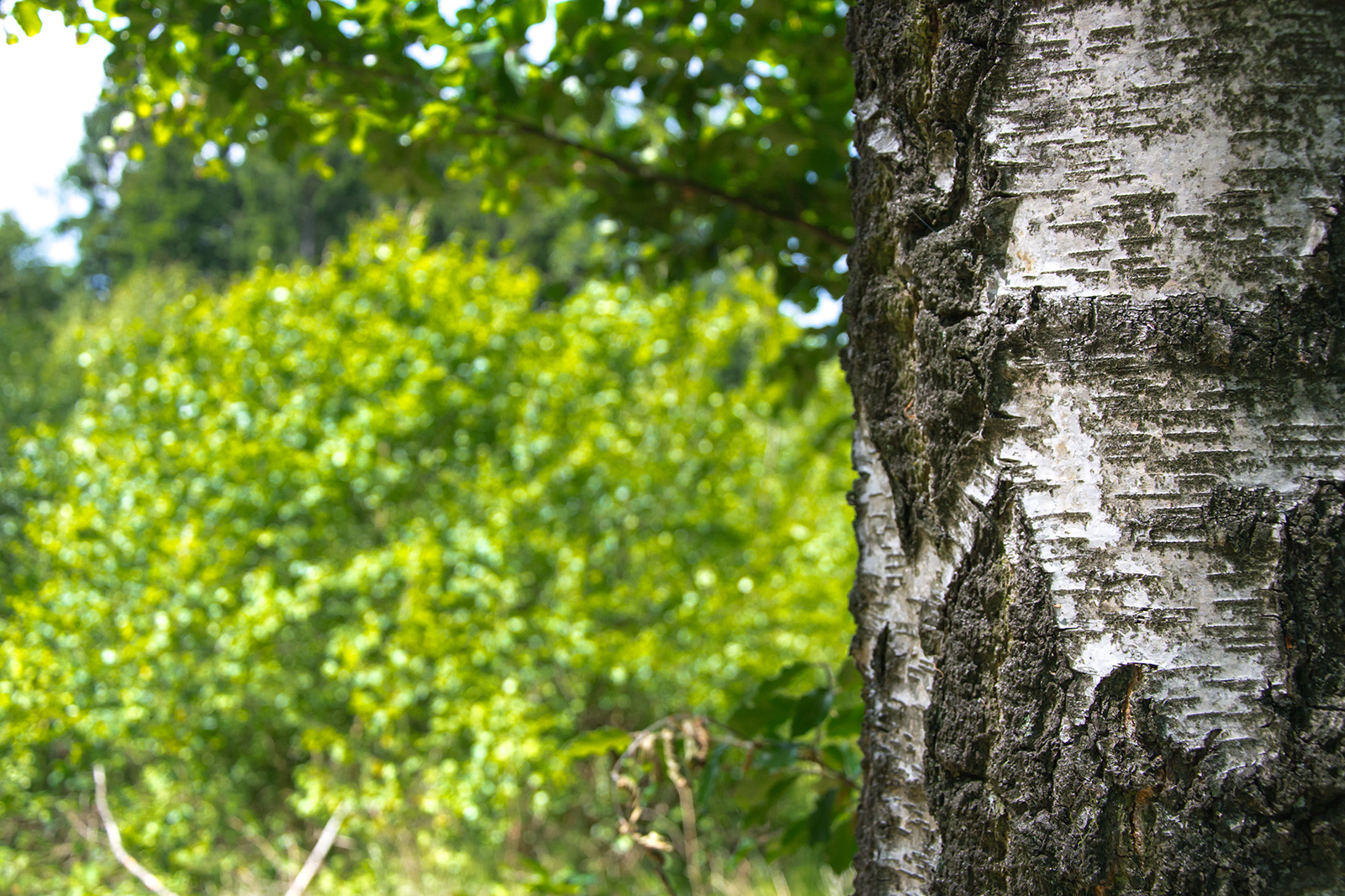 Die Birke am Wegesrand Foto & Bild | pflanzen, pilze & flechten, bäume ...