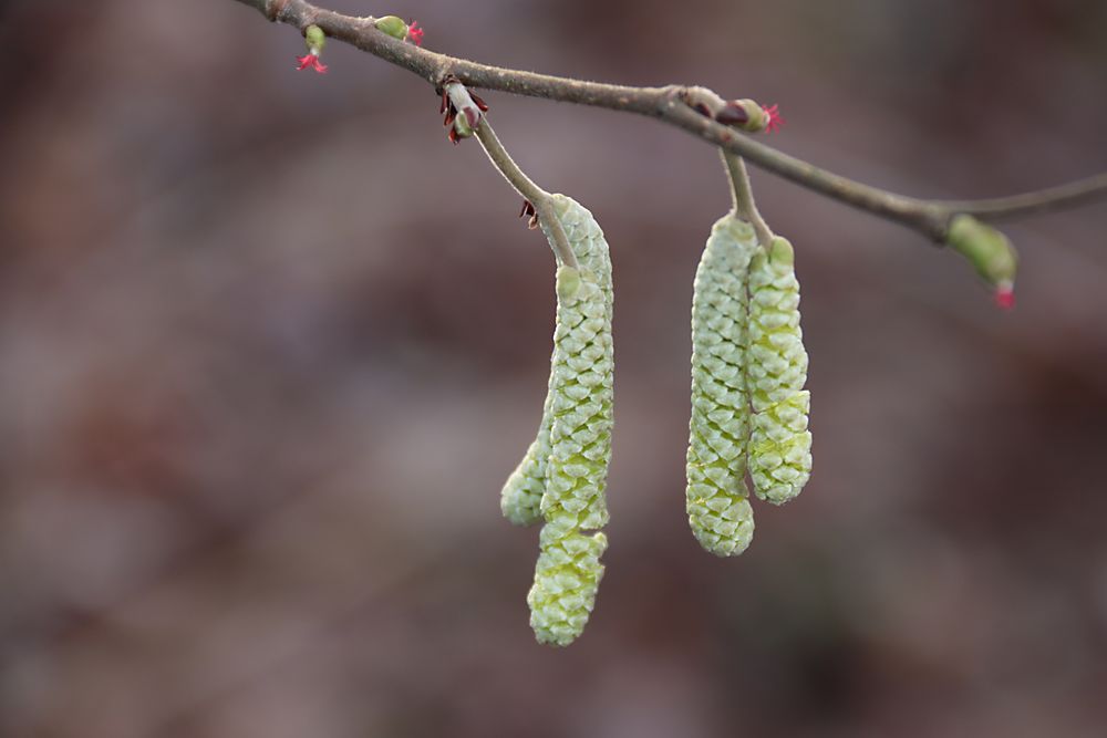 Die Birke... Foto & Bild | fotos, nature, spezial Bilder auf fotocommunity
