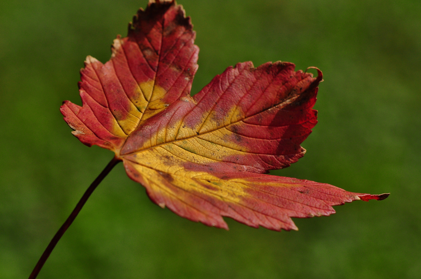 Die Blätter ..... Foto & Bild | landschaft, jahreszeiten, herbst Bilder ...