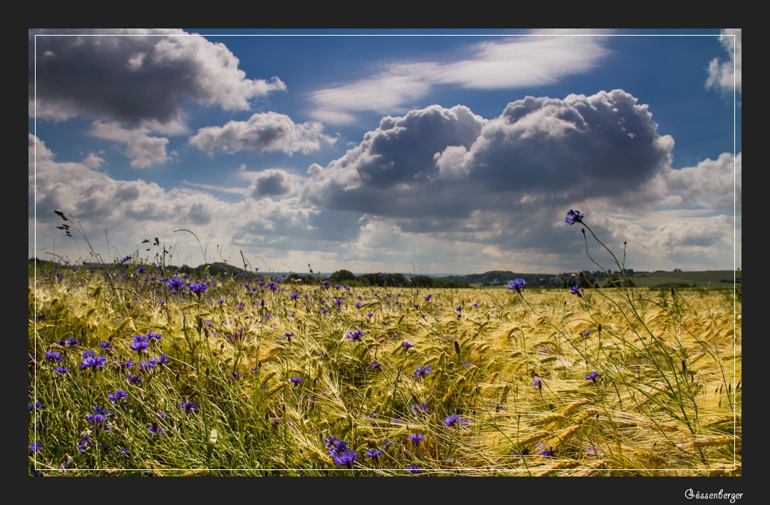 Die blauen,die im Kornfeld wohnen 1 Foto & Bild | landschaft, Äcker, felder & wiesen ...