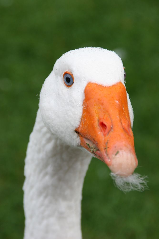 Die blöde Gans Foto & Bild | tiere, zoo, wildpark & falknerei, vögel ...