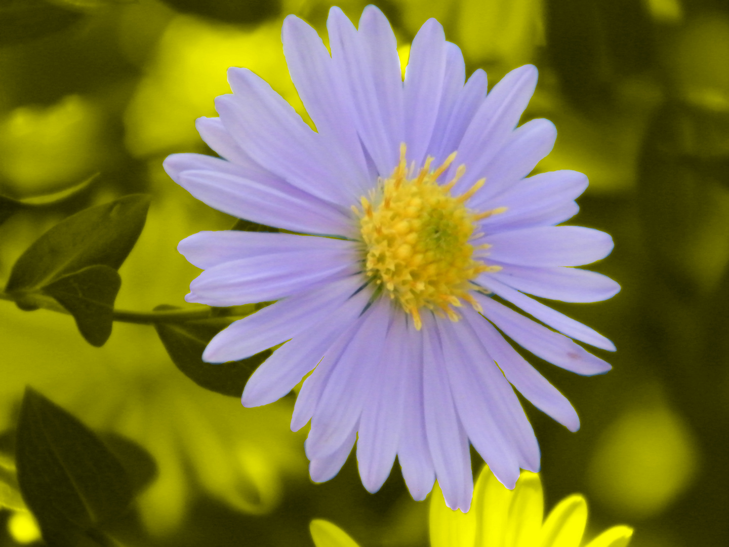 Die Blume Foto & Bild | jahreszeiten, herbst, natur Bilder auf ...