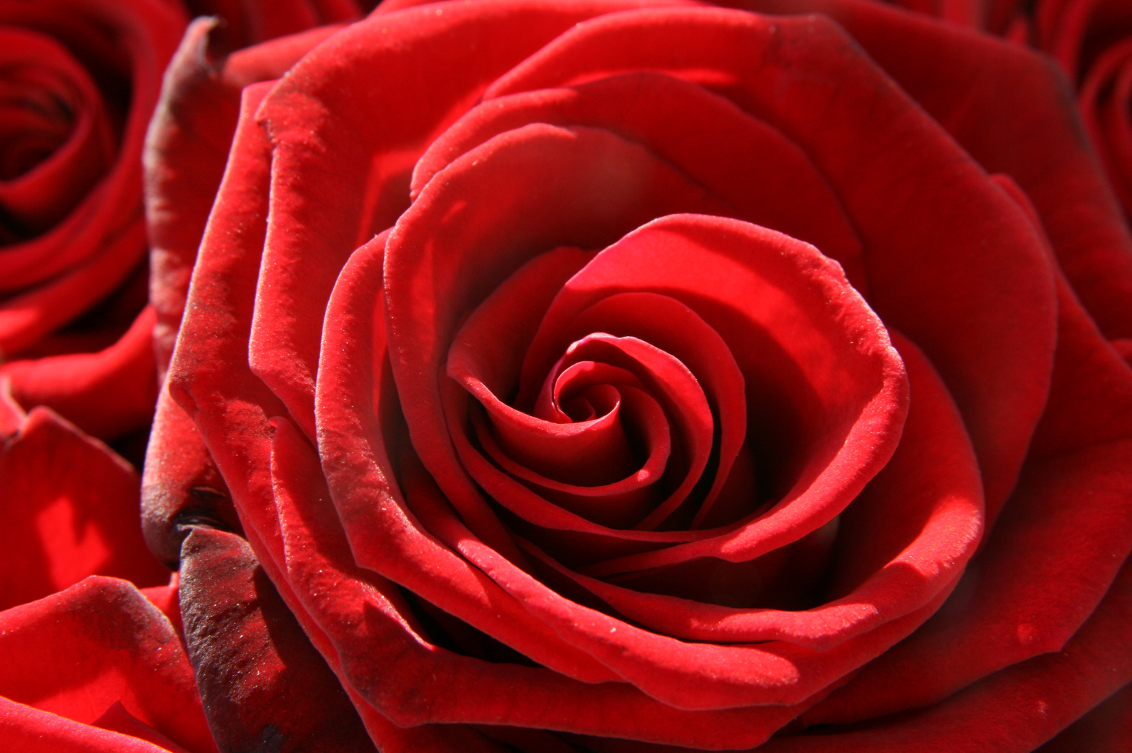 Die Blume der Liebe Foto & Bild | pflanzen, pilze & flechten, blüten ...