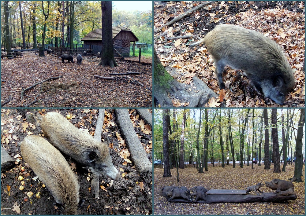 Die Borstenviehcher vom Spandauer Forst Foto & Bild | tiere, wildlife ...