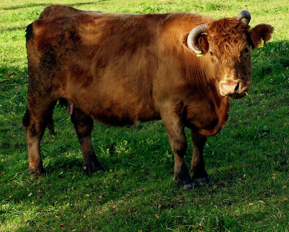 Die braune Kuh Foto & Bild | tiere, haustiere, nutztiere Bilder auf ...