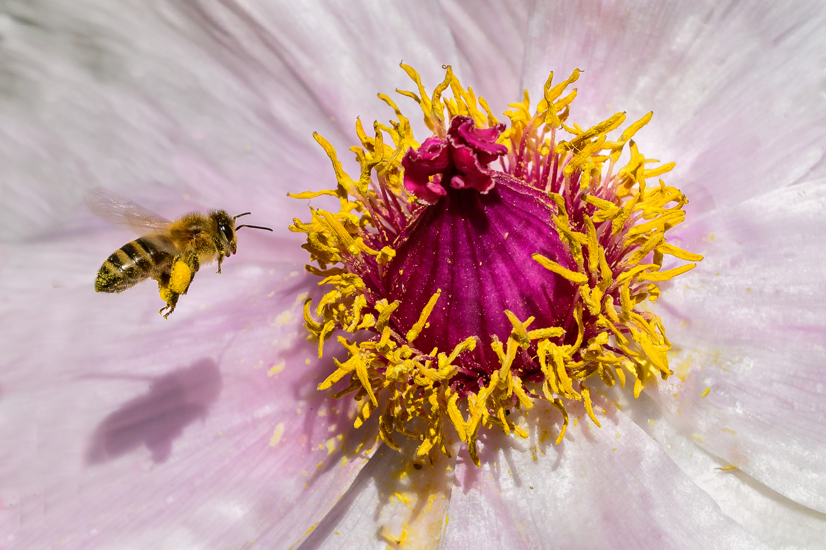 Die BUGA-Biene Foto & Bild | makro, natur, nahaufnahme Bilder auf ...