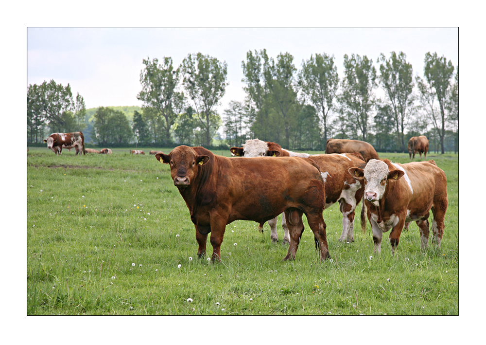 die Bullen von Gut Borken Foto & Bild | tiere, haustiere, nutztiere ...