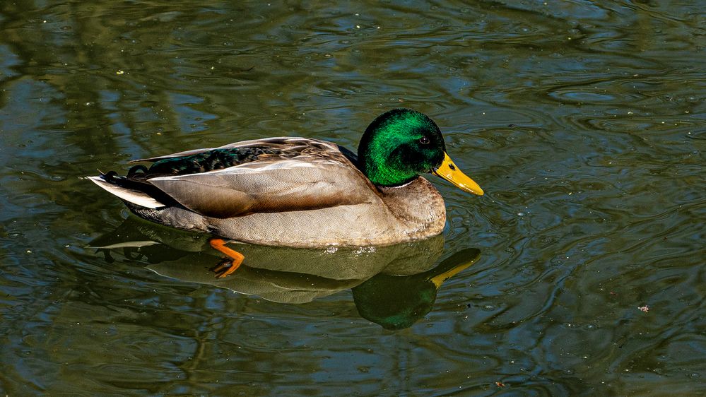 DIE BUNTE ENTE Foto & Bild | spezial, outdoor, tiere Bilder auf ...